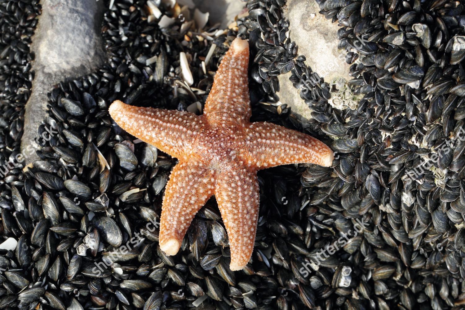 Common Starfish Asterias Rubens Adult On Editorial Stock Photo - Stock ...