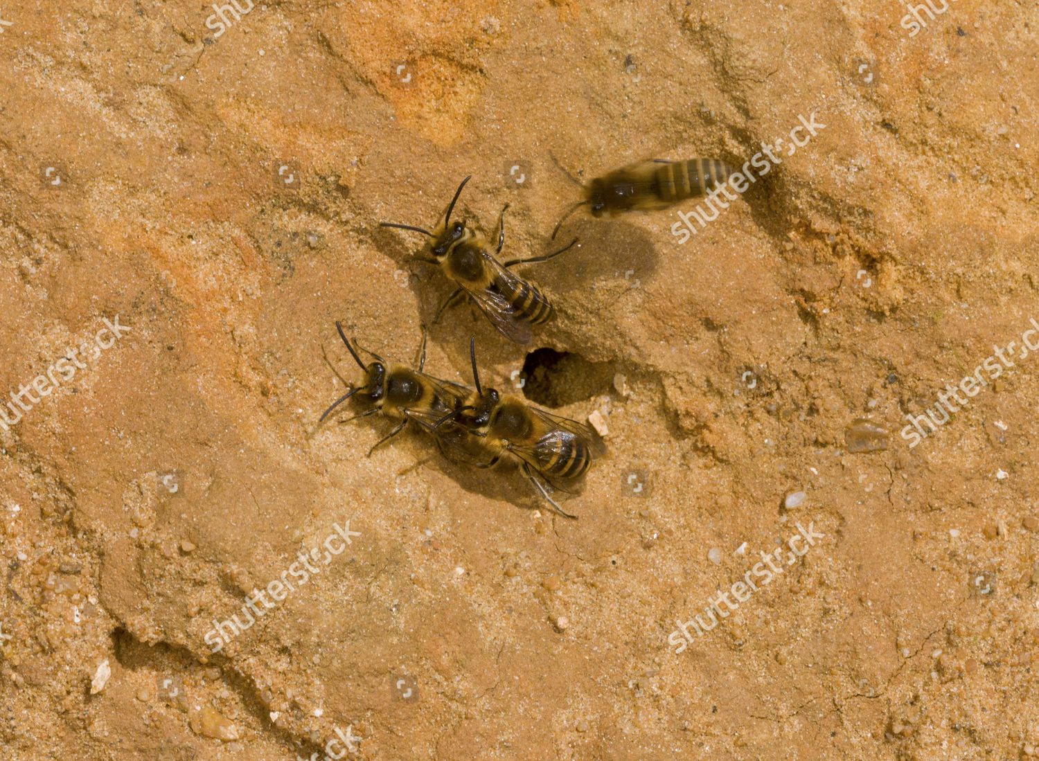 Ivy Bee Colletes Hederae Four Adults Editorial Stock Photo - Stock ...