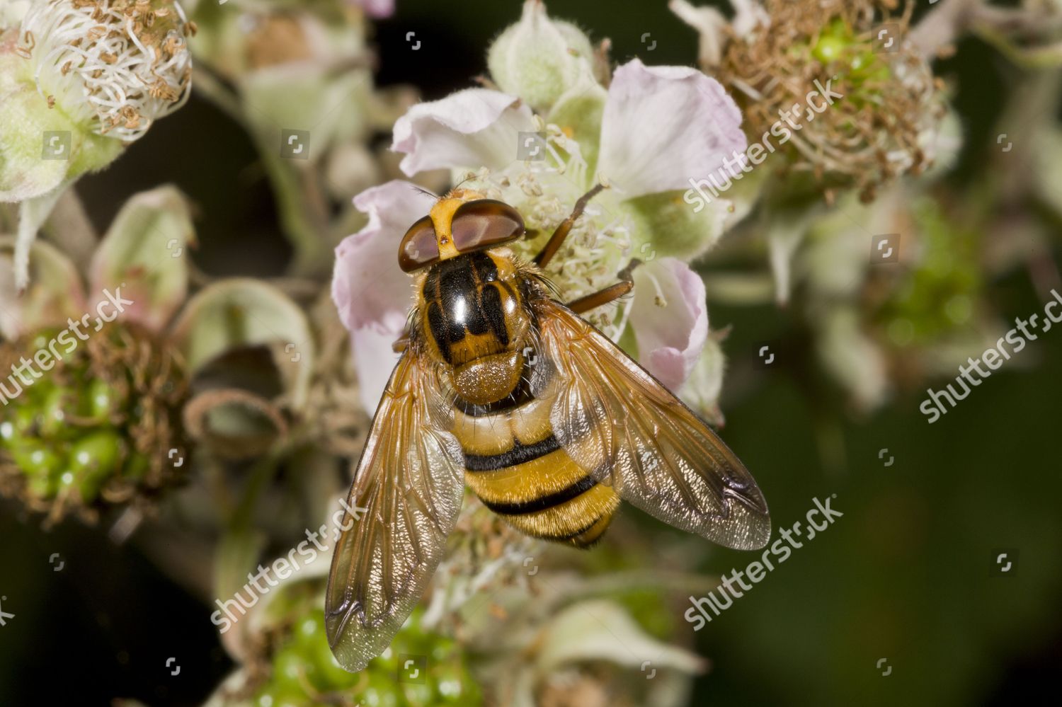 Lesser Hornet Hoverfly Volucella Inanis Adult Editorial Stock Photo ...