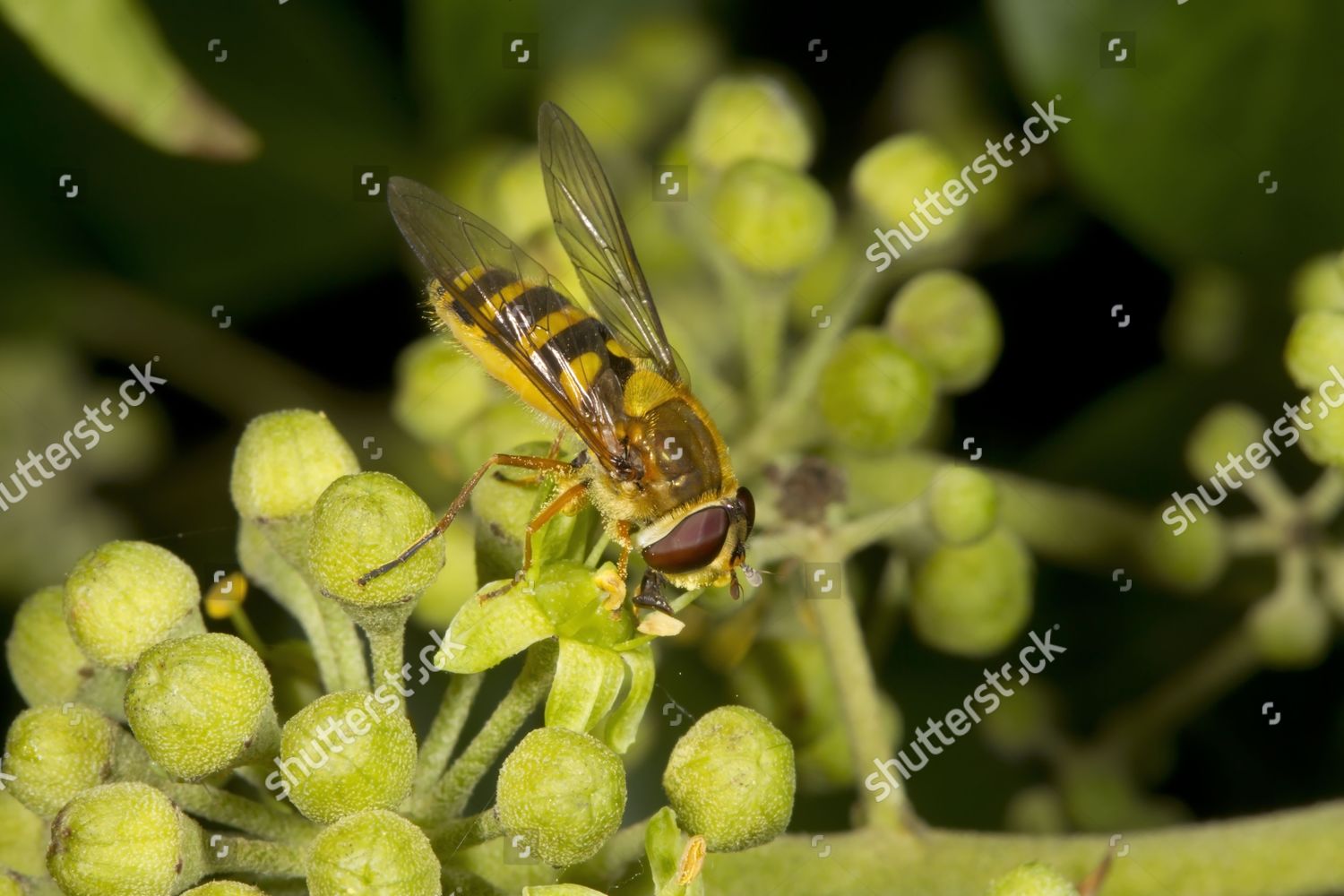 Common Banded Hoverfly Syrphus Ribesii Adult Editorial Stock Photo ...
