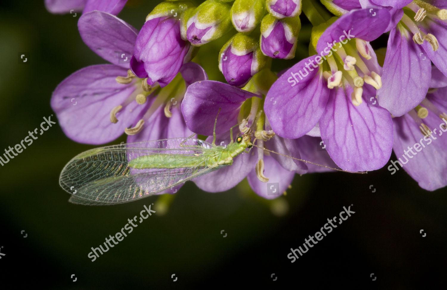 Common Green Lacewing Chrysoperla Carnea Adult Editorial Stock Photo ...