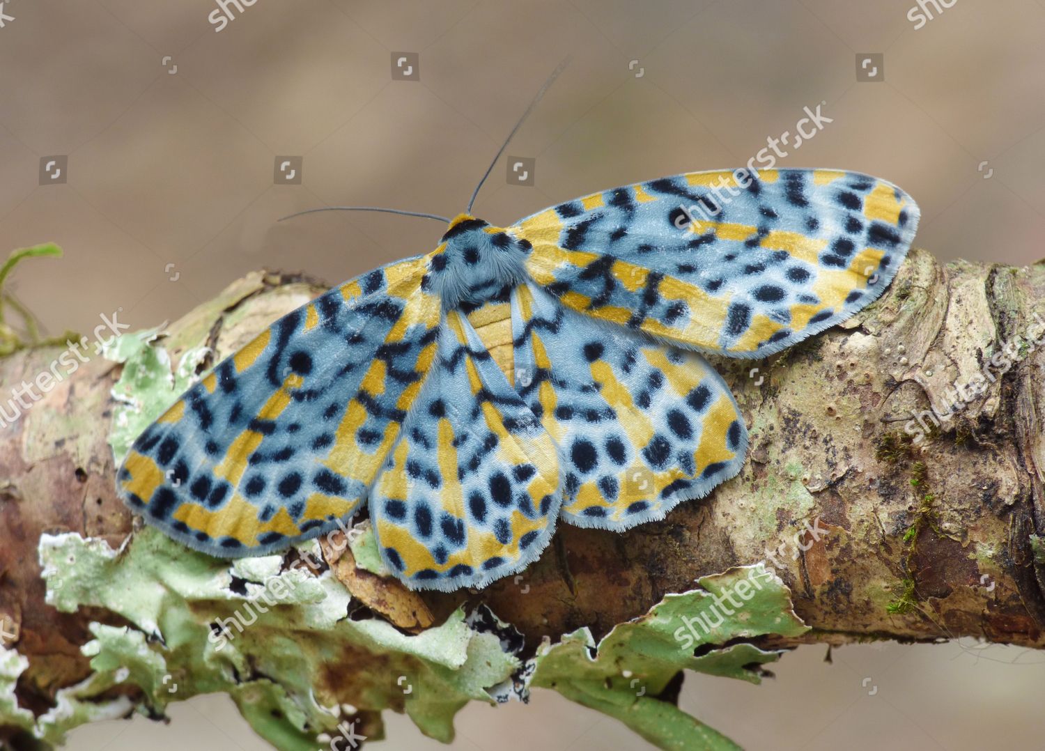 Arch Moth Bracca Matutinata Adult Roosting Editorial Stock Photo ...