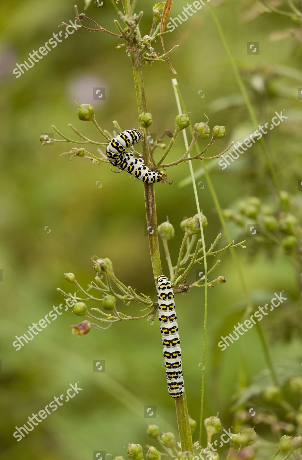 Striped Lychnis Moth Shargacucullia Lychnitis Two Editorial Stock Photo ...