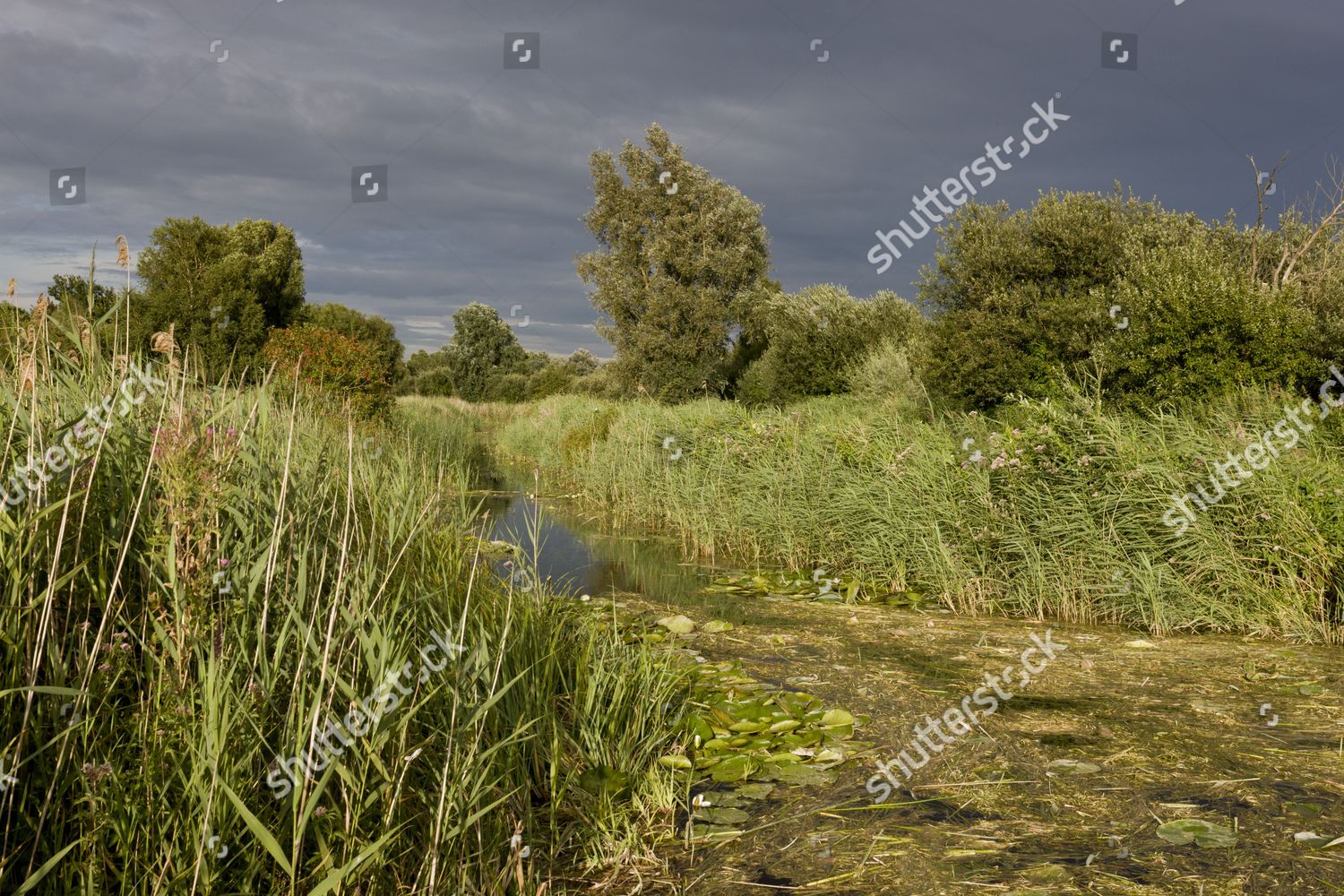 Common Reed Phragmites Australis Reedbed Ditch Editorial Stock Photo ...