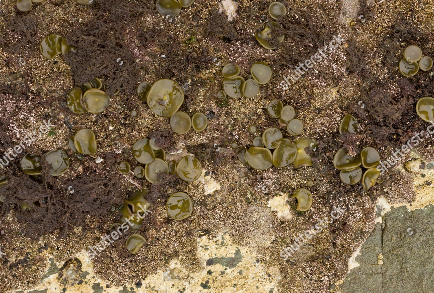 Seathong Himanthalia Elongata Buttons Growth Base Editorial Stock Photo ...