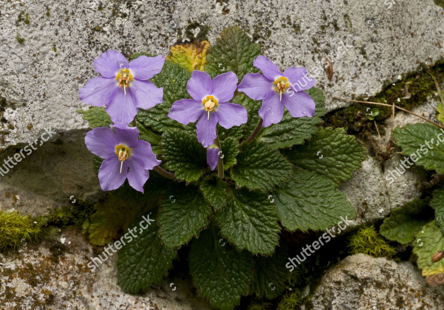 Ramonda Ramonda Pyrenaica Flowering Growing On Editorial Stock Photo ...