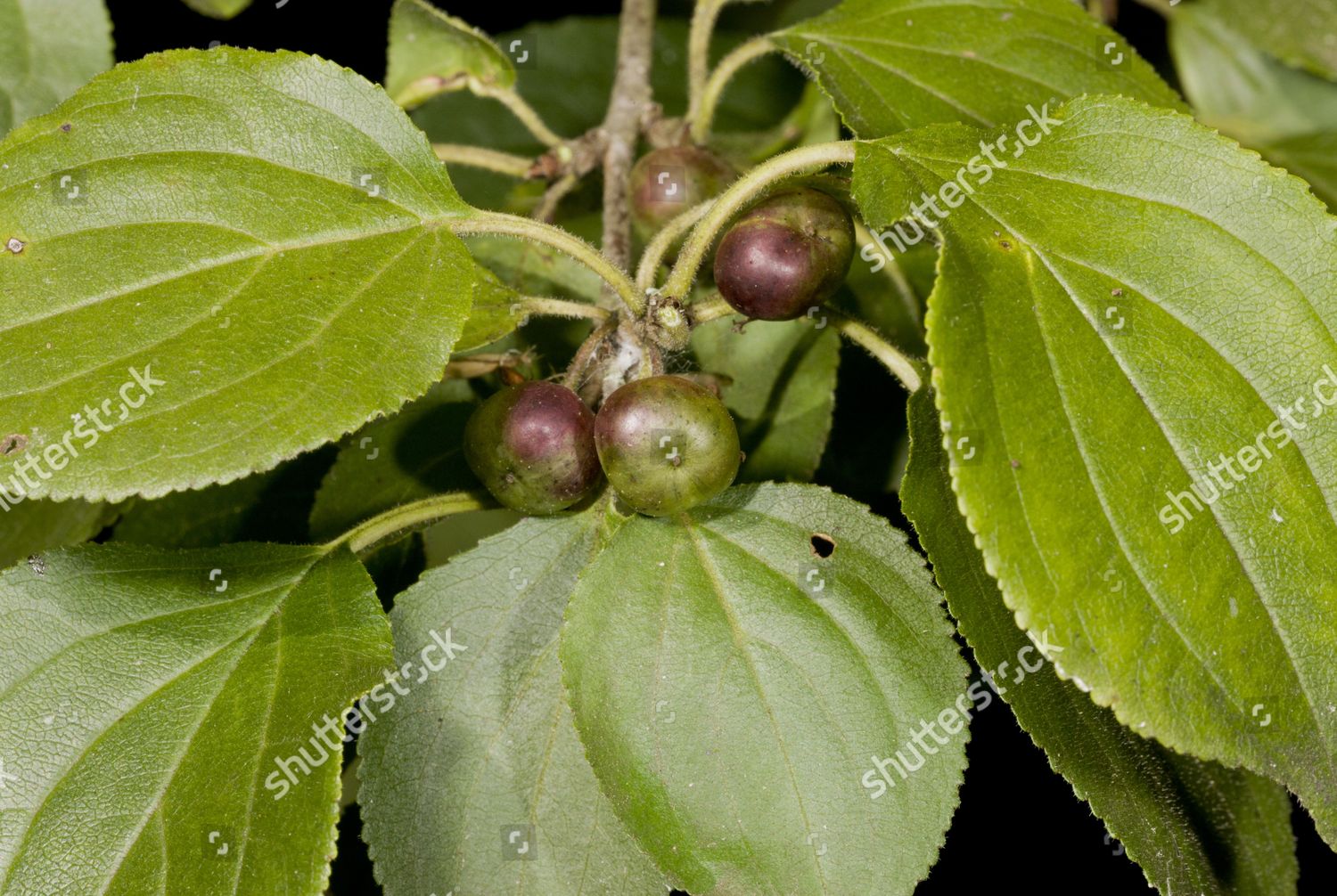 Common Buckthorn Rhamnus Cathartica Closeup Ripening Editorial Stock ...