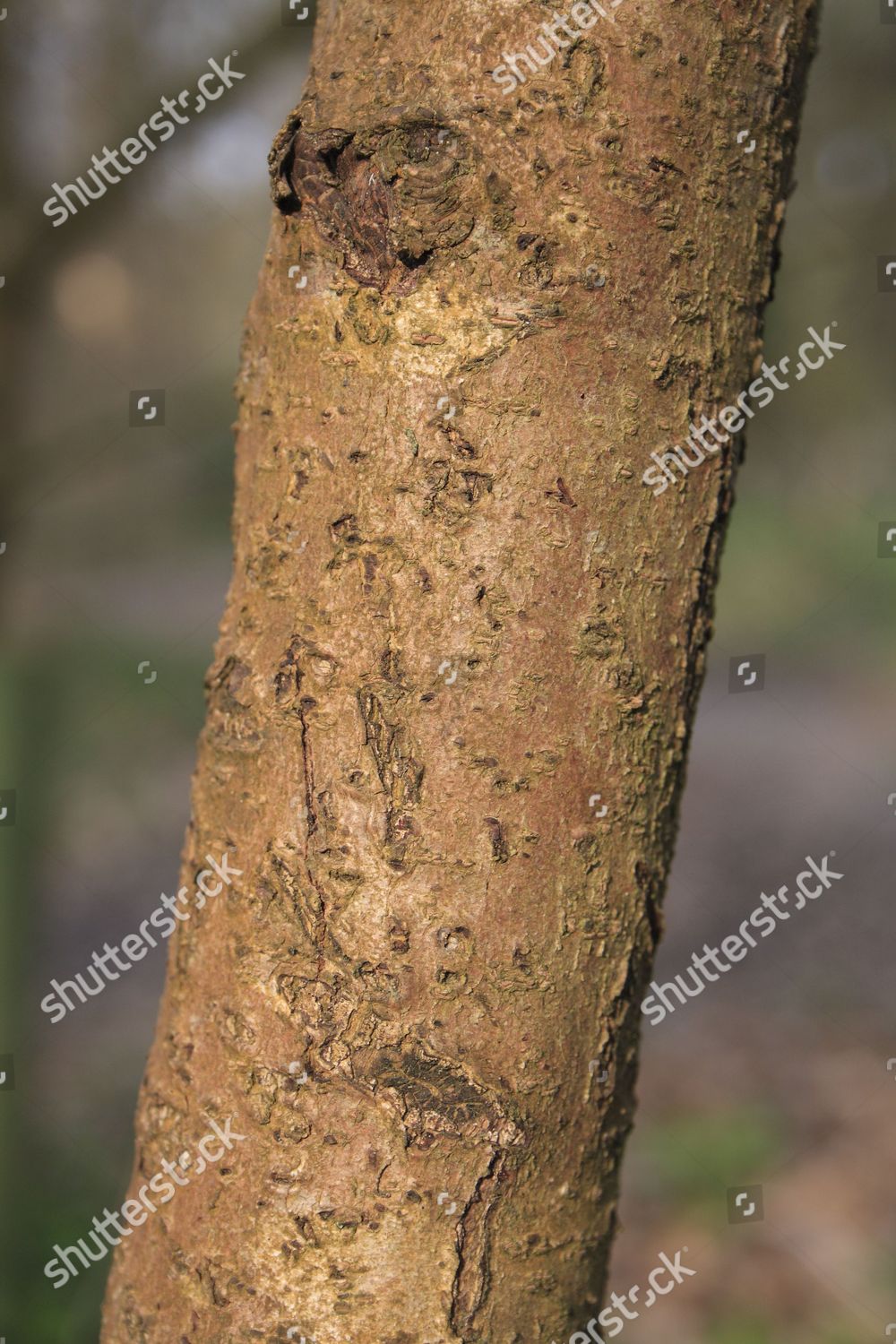 CHINESE WITCH-HAZEL HAMAMELIS MOLLIS CLOSE-UP TRUNK Editorial Stock ...