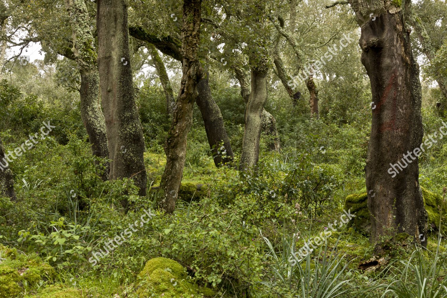 Cork Oak Quercus Suber Managed Forest Editorial Stock Photo - Stock ...