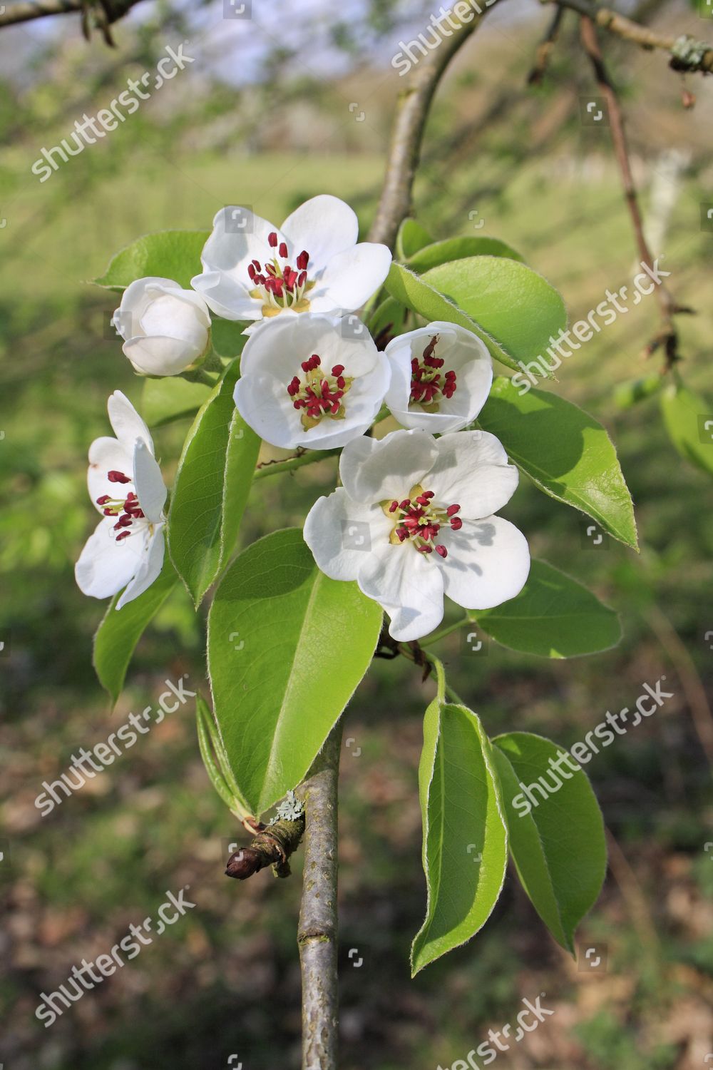 Wild Pear Pyrus Pyraster Closeup Flowers Editorial Stock Photo - Stock ...