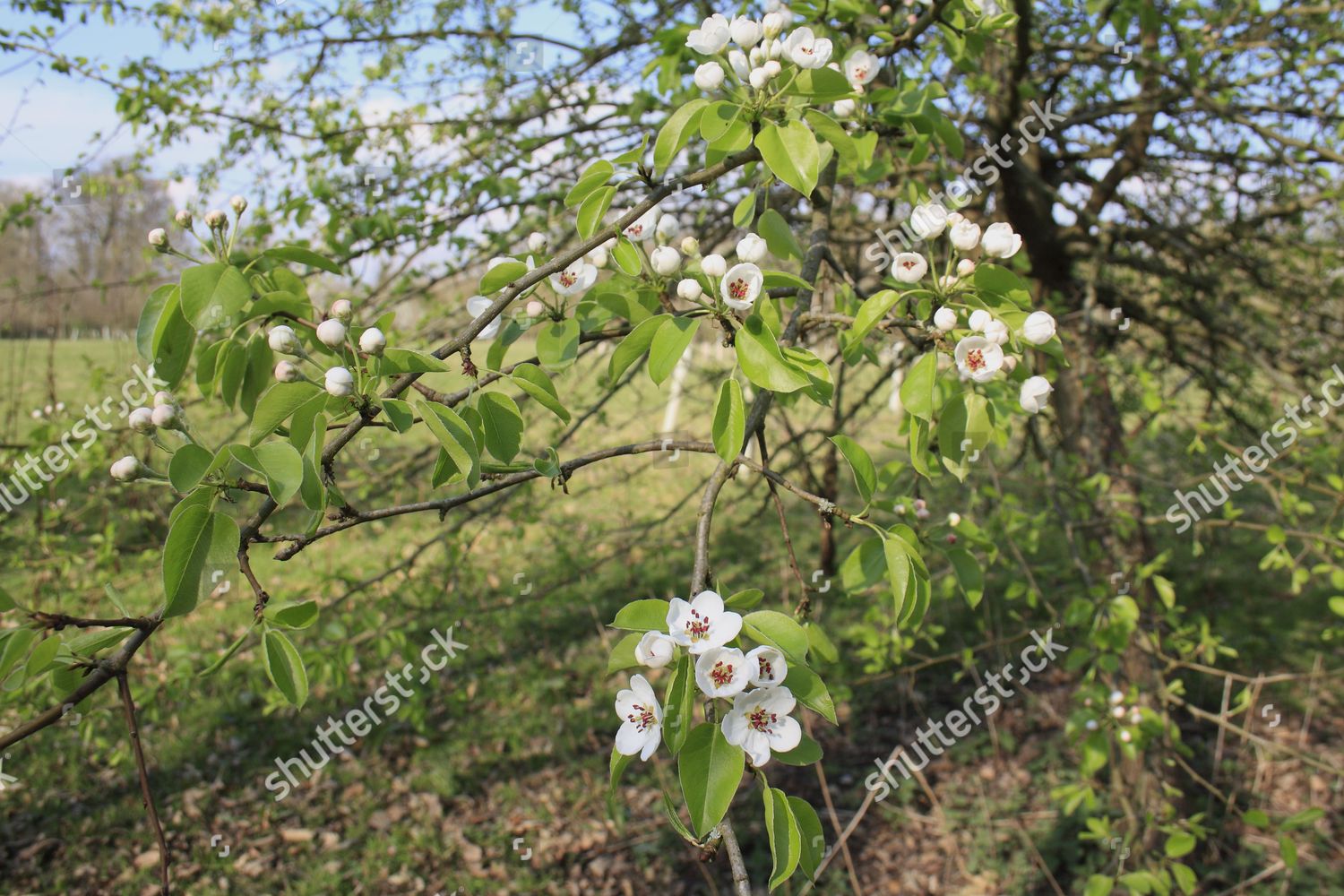 Wild Pear Pyrus Pyraster Flowering Growing Editorial Stock Photo ...