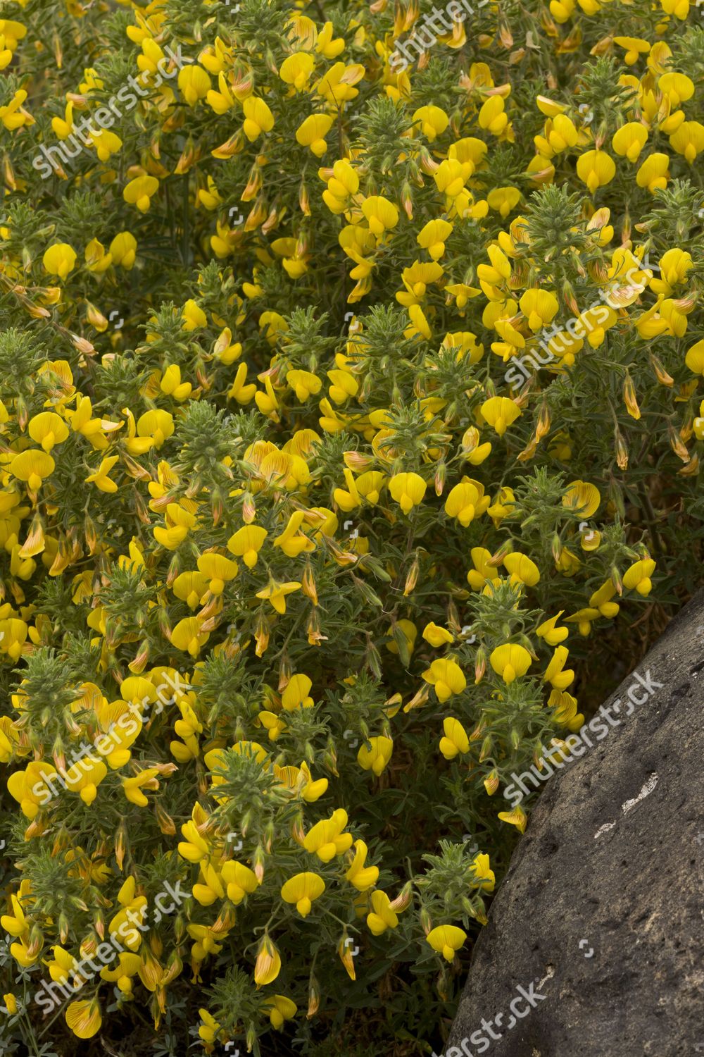 Large Yellow Restharrow Ononis Natrix Flowering Editorial Stock Photo ...