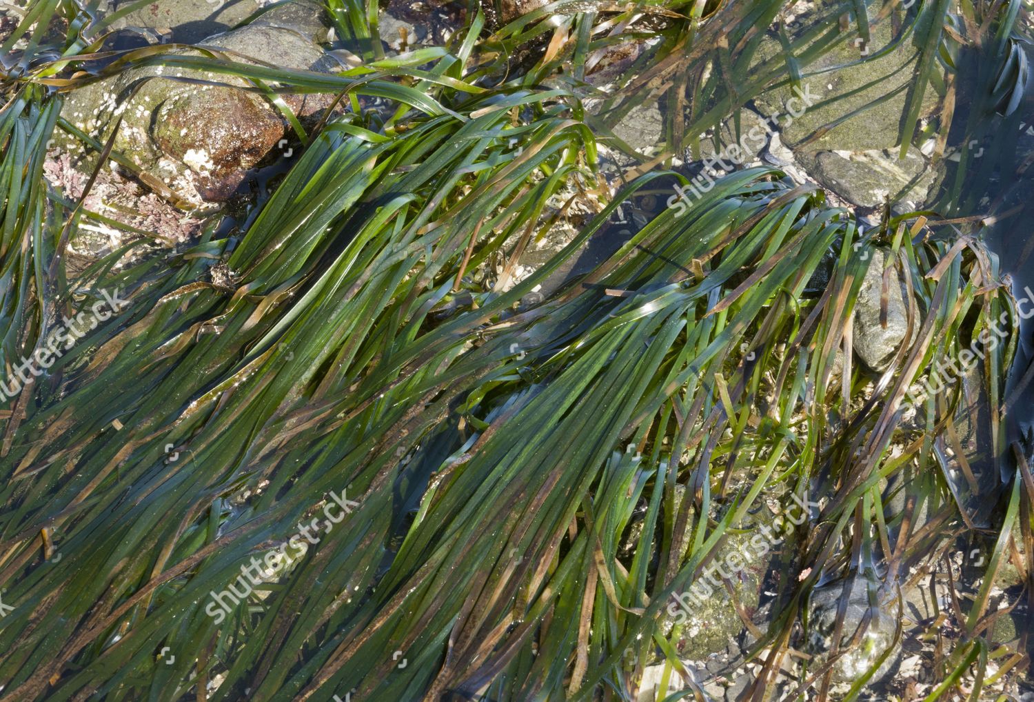Eelgrass Zostera Marina Growing On Seashore Editorial Stock Photo ...