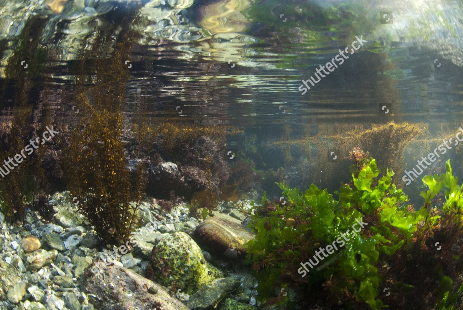 Underwater View Rockpool Habitat Falmouth Cornwall Editorial Stock ...