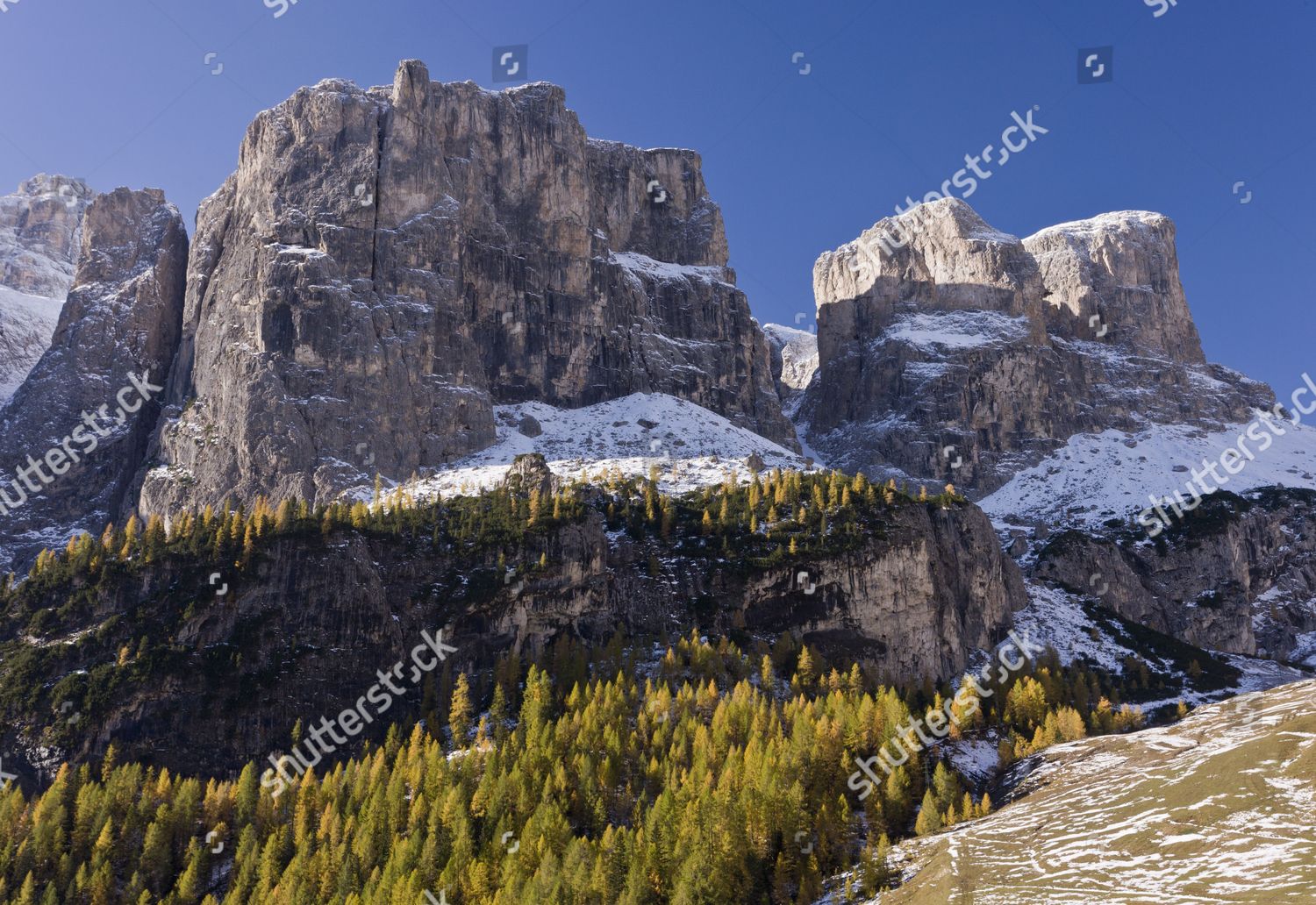 View Across European Larch Larix Decidua Editorial Stock Photo - Stock ...