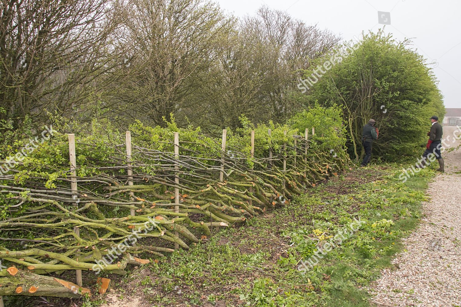 Badger Walker Laying Hedge Traditional Derbyshire Editorial Stock Photo ...