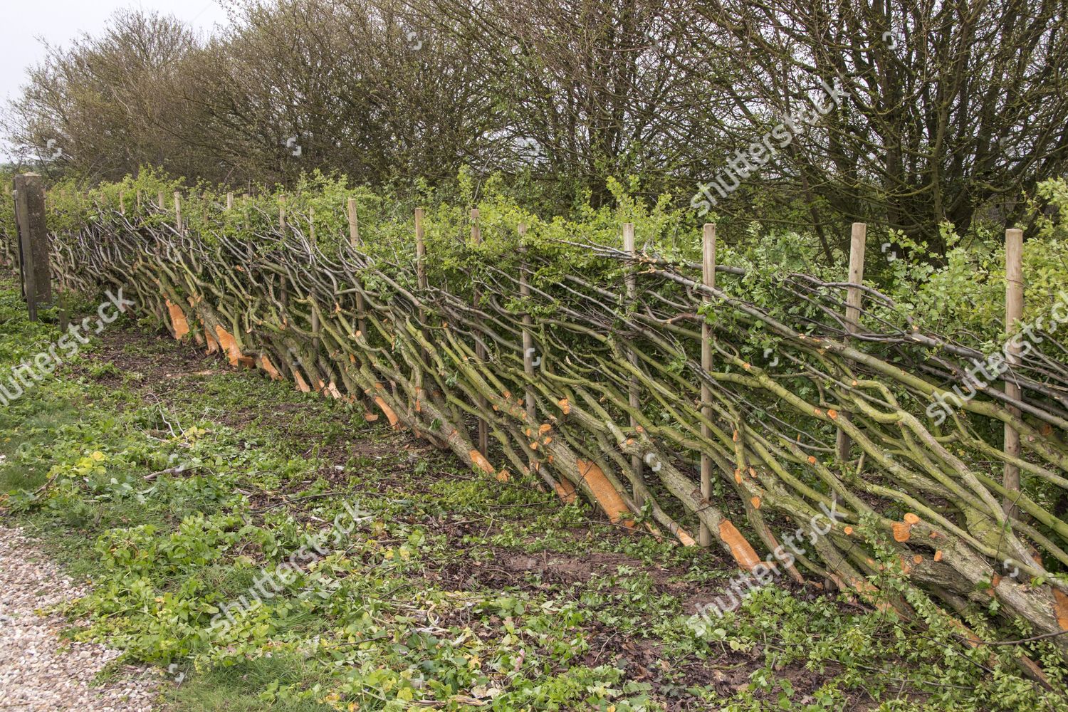 Hedge Laid Traditional Derbyshire Style Using Editorial Stock Photo ...