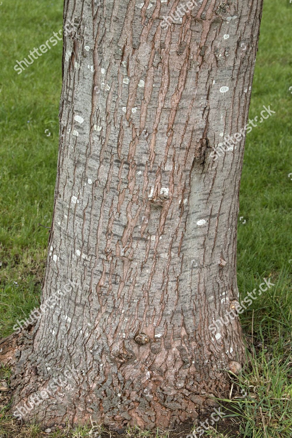 Silver Maple Bole Editorial Stock Photo - Stock Image | Shutterstock