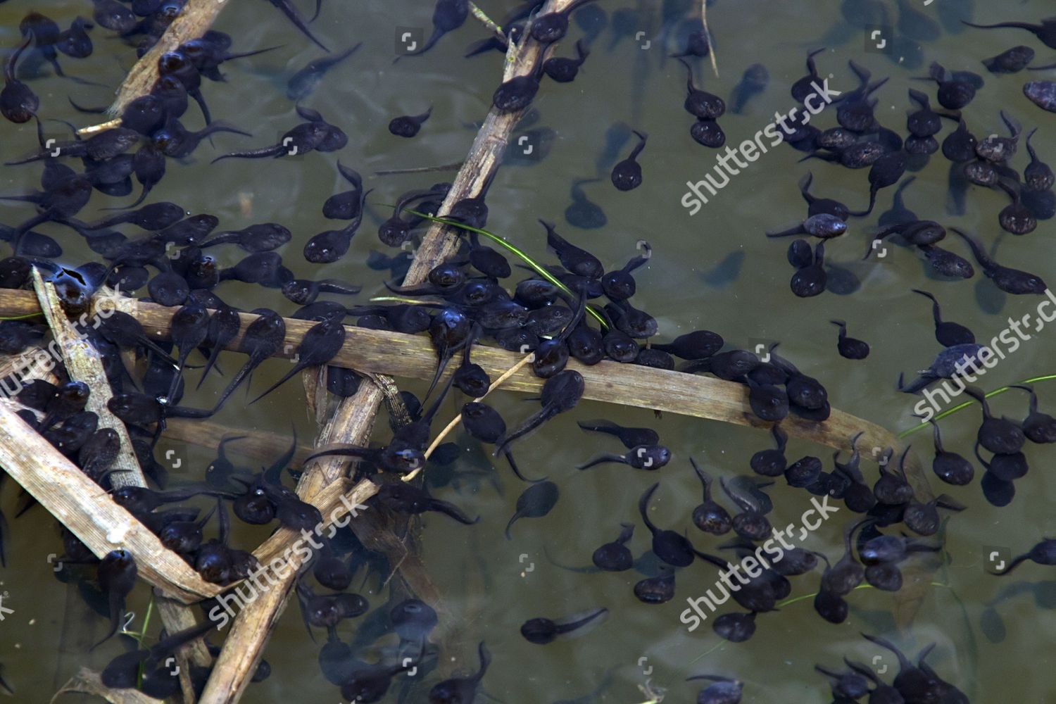 LARGE NUMBER TOAD TADPOLES NORFOLK DYKE Editorial Stock Photo - Stock ...