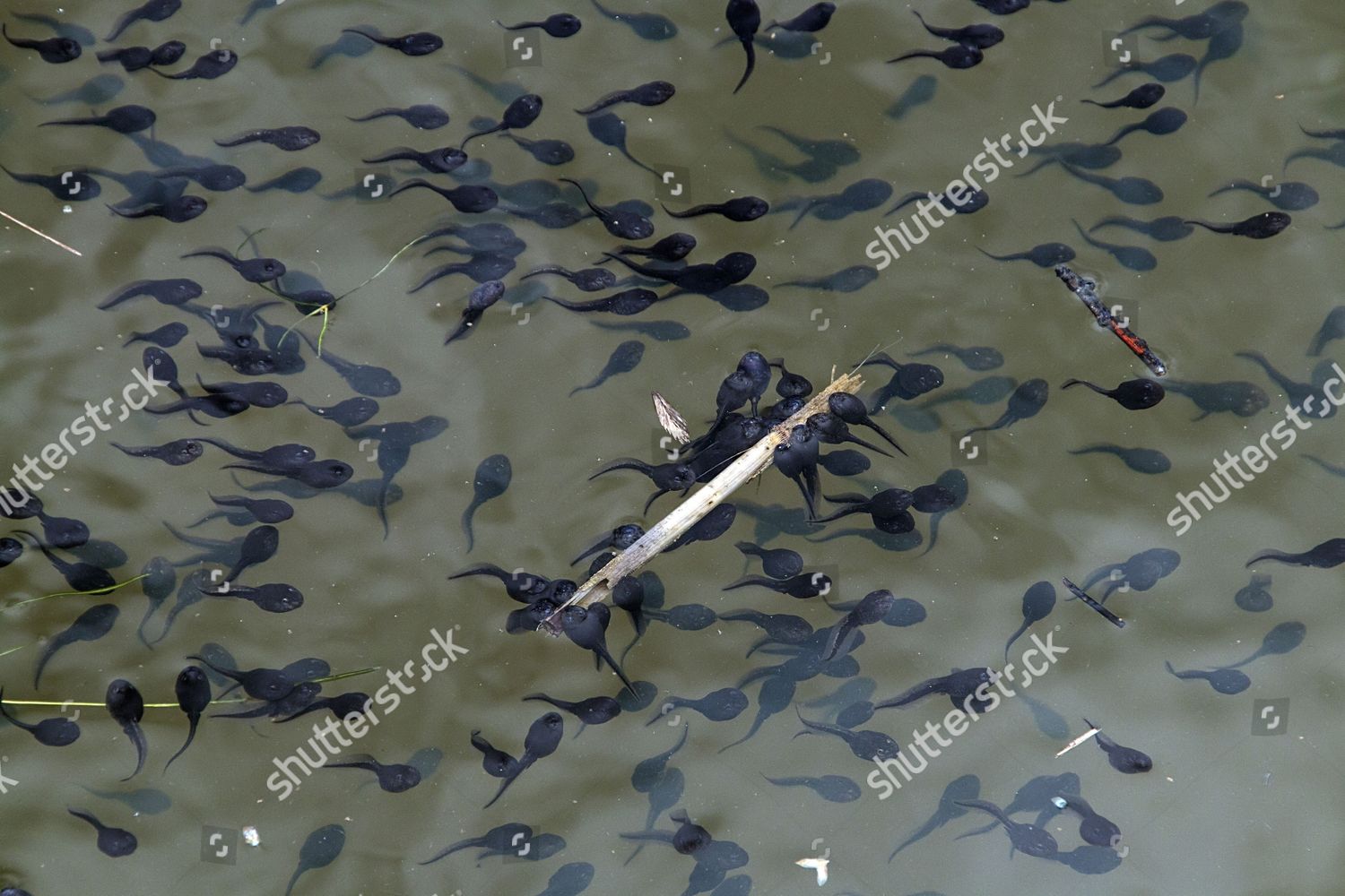 Large Number Toad Tadpoles Norfolk Dyke Editorial Stock Photo - Stock ...