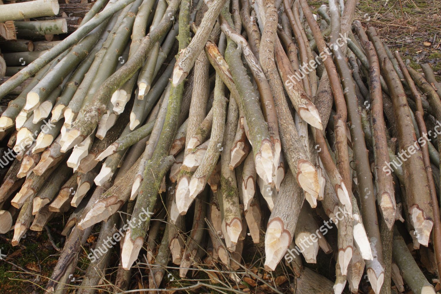Cut Stems Made Into Stakes Coppice Editorial Stock Photo - Stock Image ...