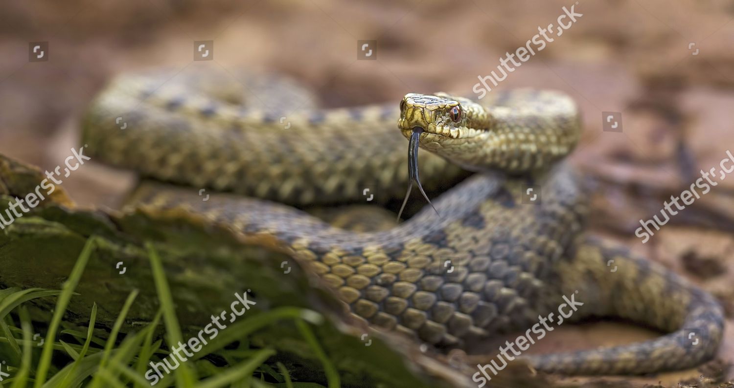Female Adder Editorial Stock Photo - Stock Image | Shutterstock
