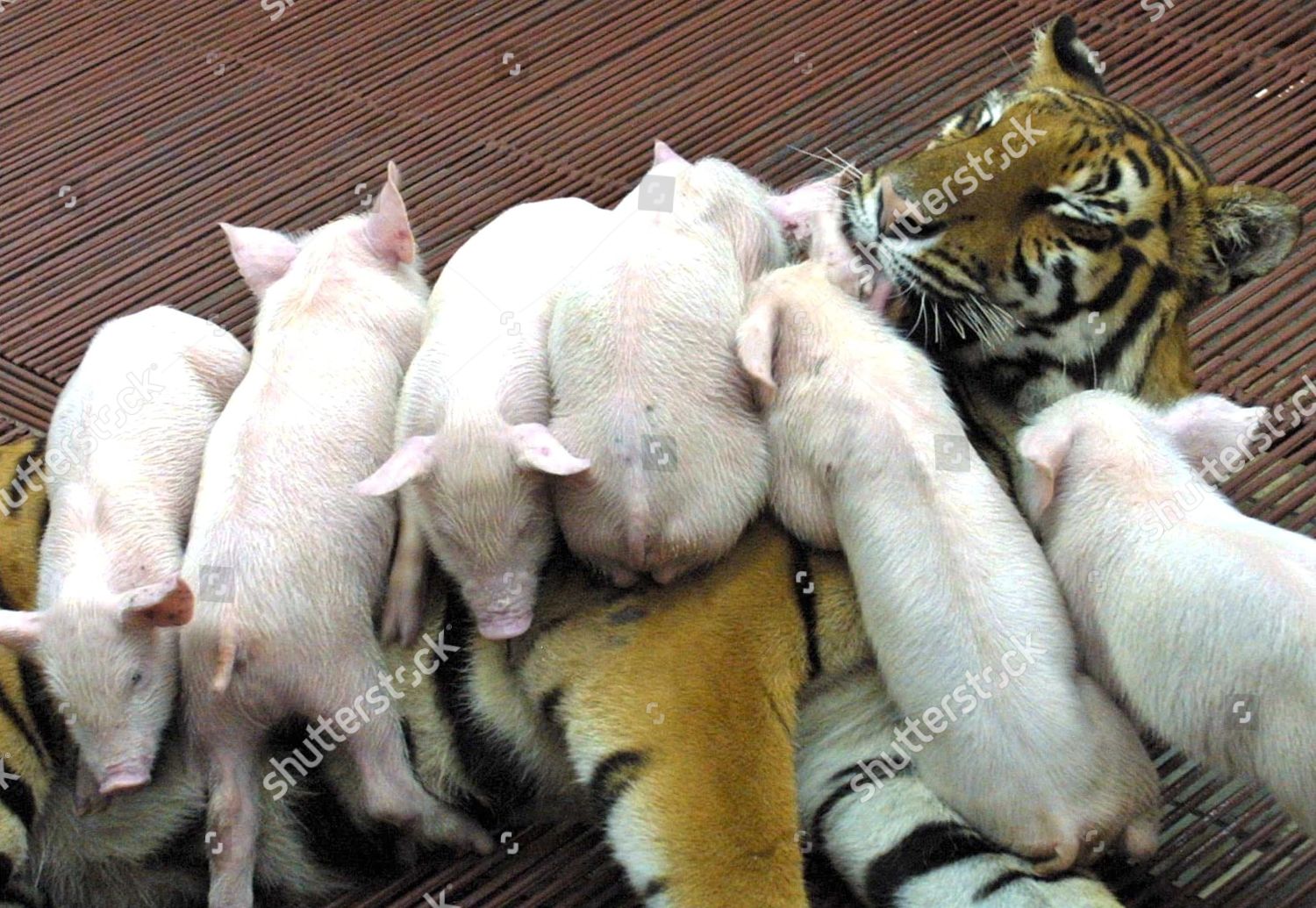 Piglets Play Bengal Tiger Sai Mae Editorial Stock Photo - Stock Image ...