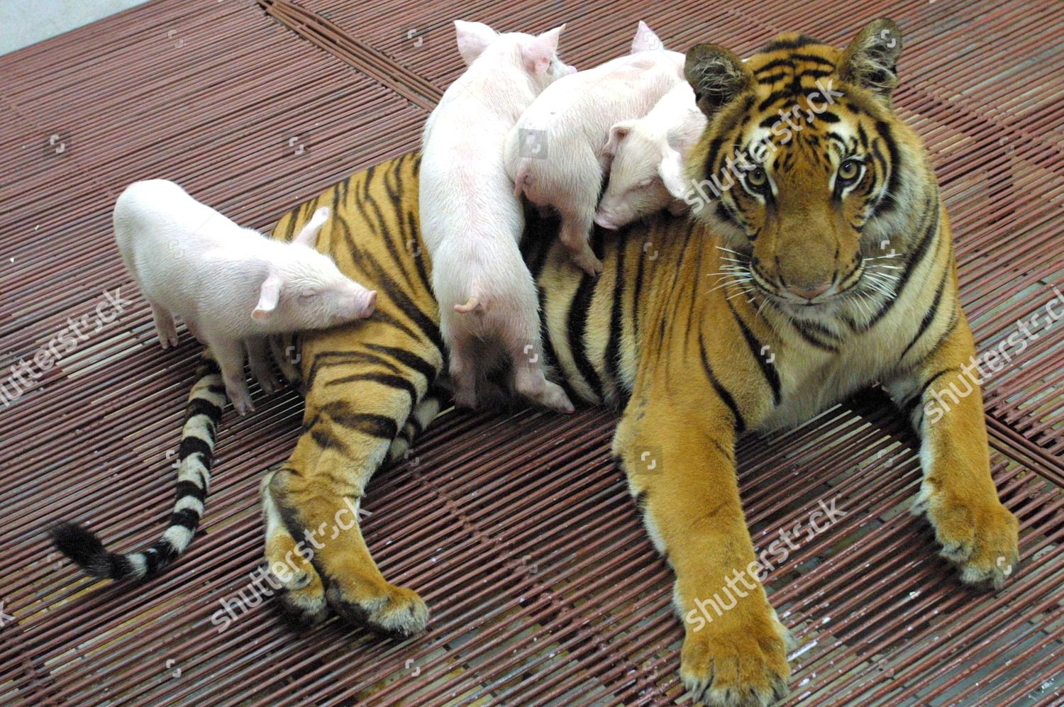 Piglets Play Bengal Tiger Sai Mae Editorial Stock Photo - Stock Image ...