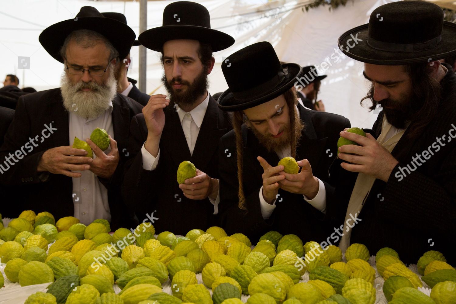 Orthodox Jews Select Etrogs Citrons One Editorial Stock Photo - Stock Image | Shutterstock
