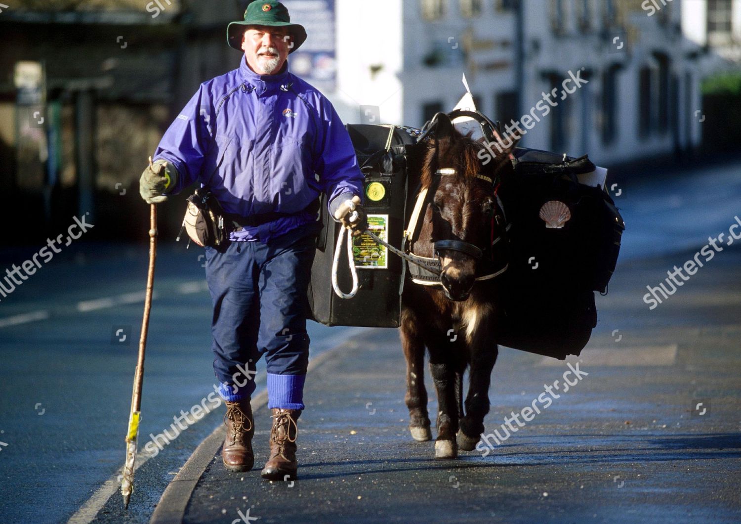 Henry Mule Owner David Snelling Who Editorial Stock Photo - Stock Image ...
