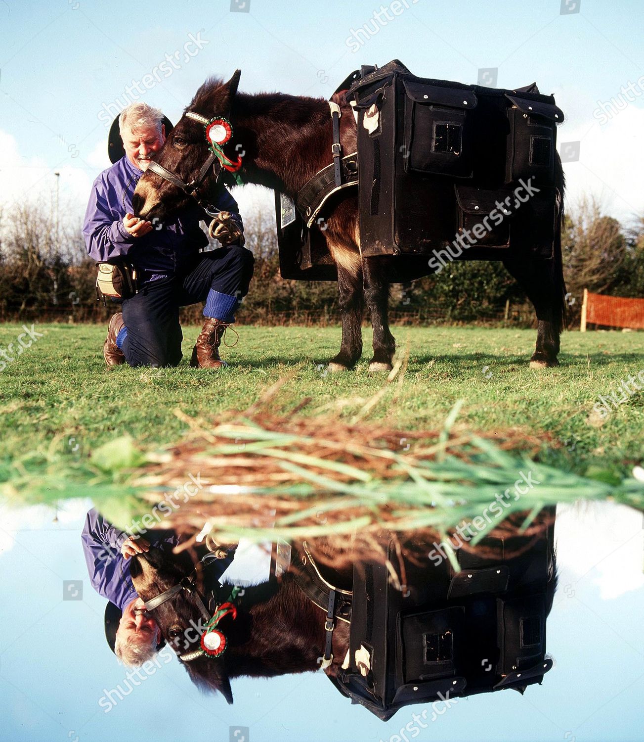 Henry Mule Owner David Snelling Who Editorial Stock Photo - Stock Image ...