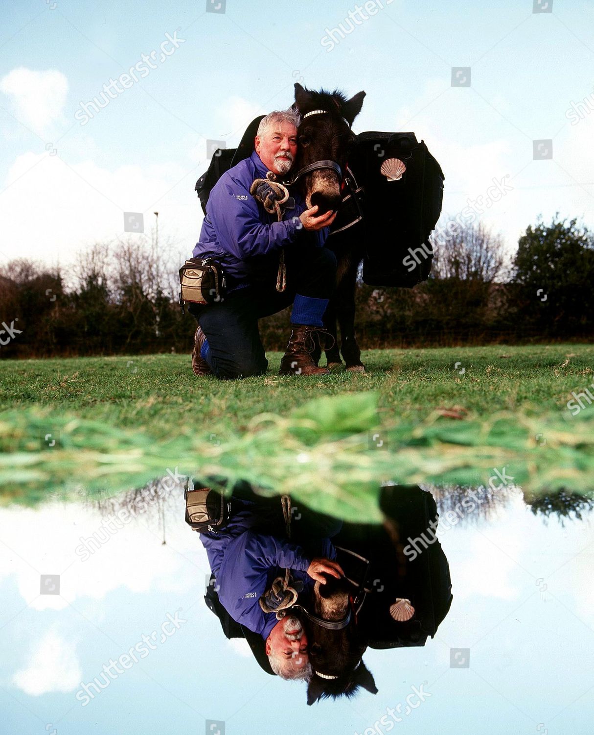 Henry Mule Owner David Snelling Who Editorial Stock Photo - Stock Image ...