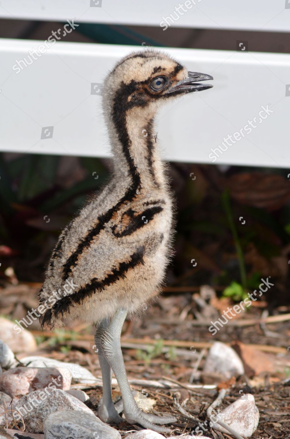 Bush Stonecurlew Chick Gold Coast Queensland Editorial Stock Photo ...