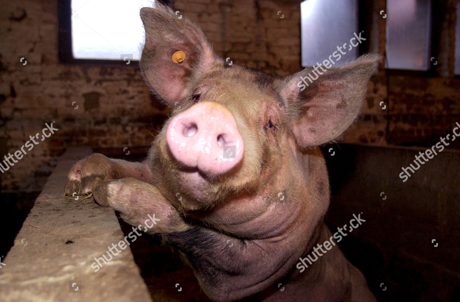 Confinement Intensive Pig Farming On Display Editorial Stock Photo ...
