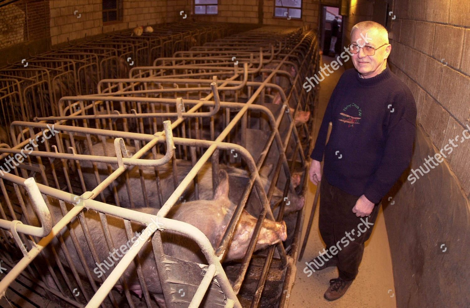 Confinement Intensive Pig Farming On Display - Foto de stock de ...