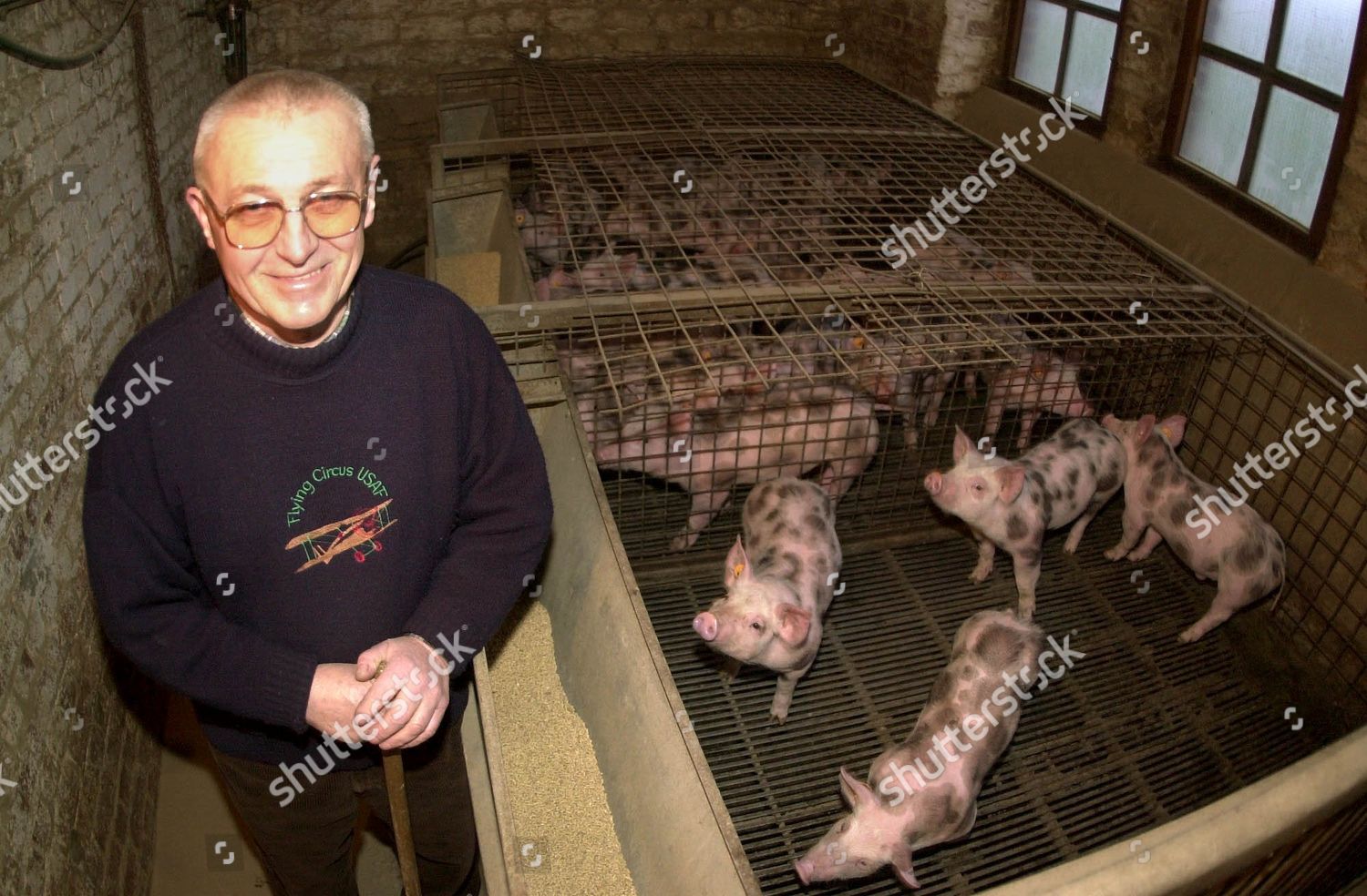 Confinement Intensive Pig Farming On Display Editorial Stock Photo ...