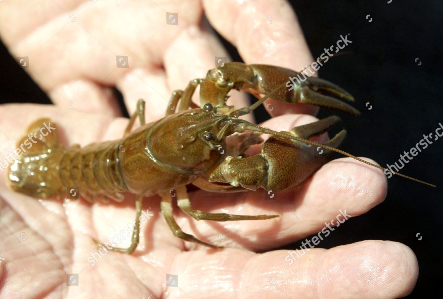 Freshly Caught Crayfish Editorial Stock Photo - Stock Image | Shutterstock