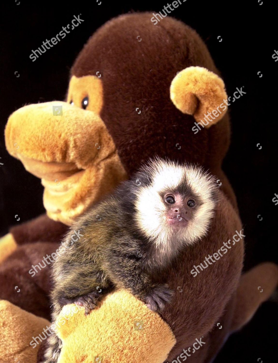 Marmite Rare Tufted Eared Marmoset Baby Editorial Stock Photo - Stock ...