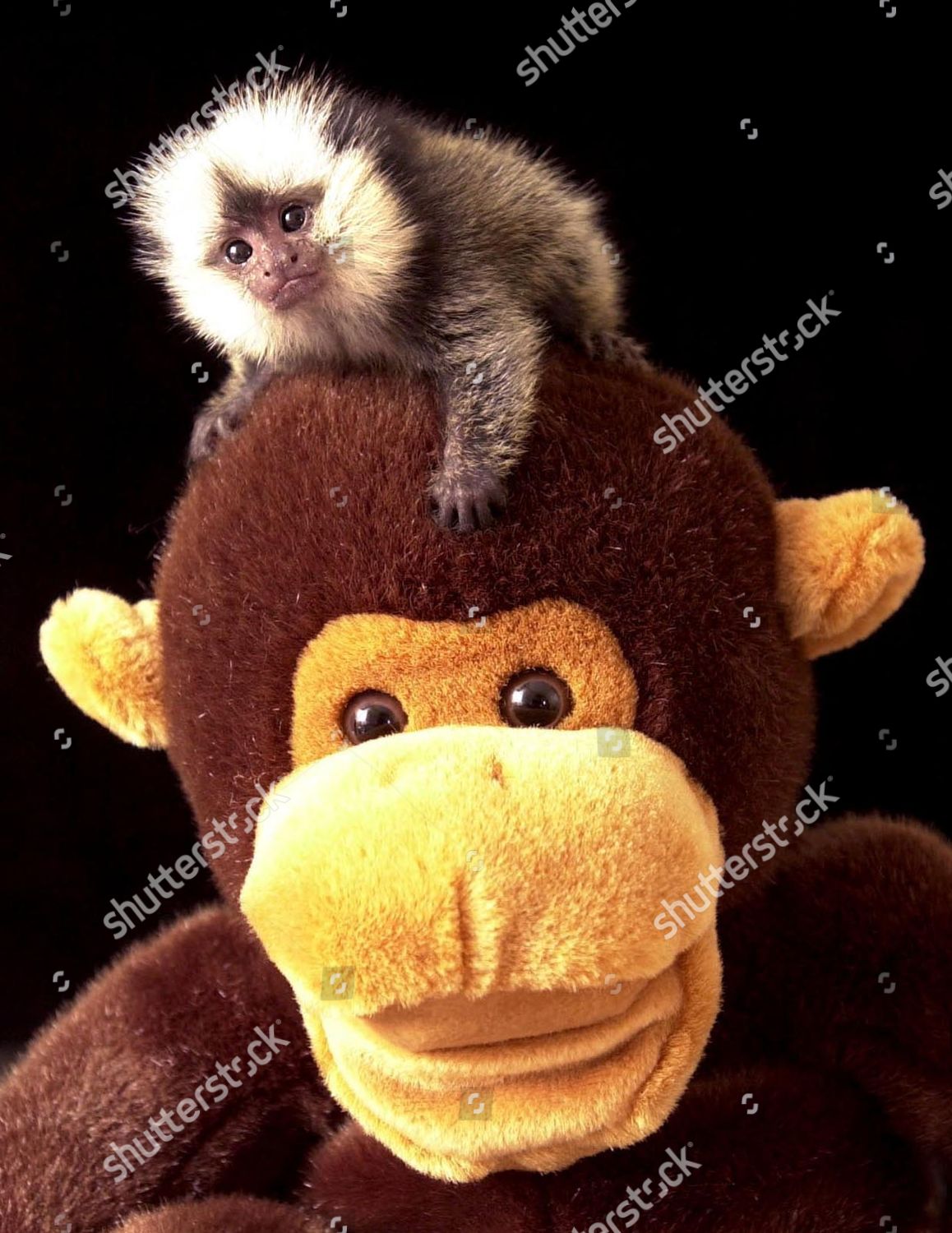 Marmite Rare Tufted Eared Marmoset Baby Editorial Stock Photo - Stock ...