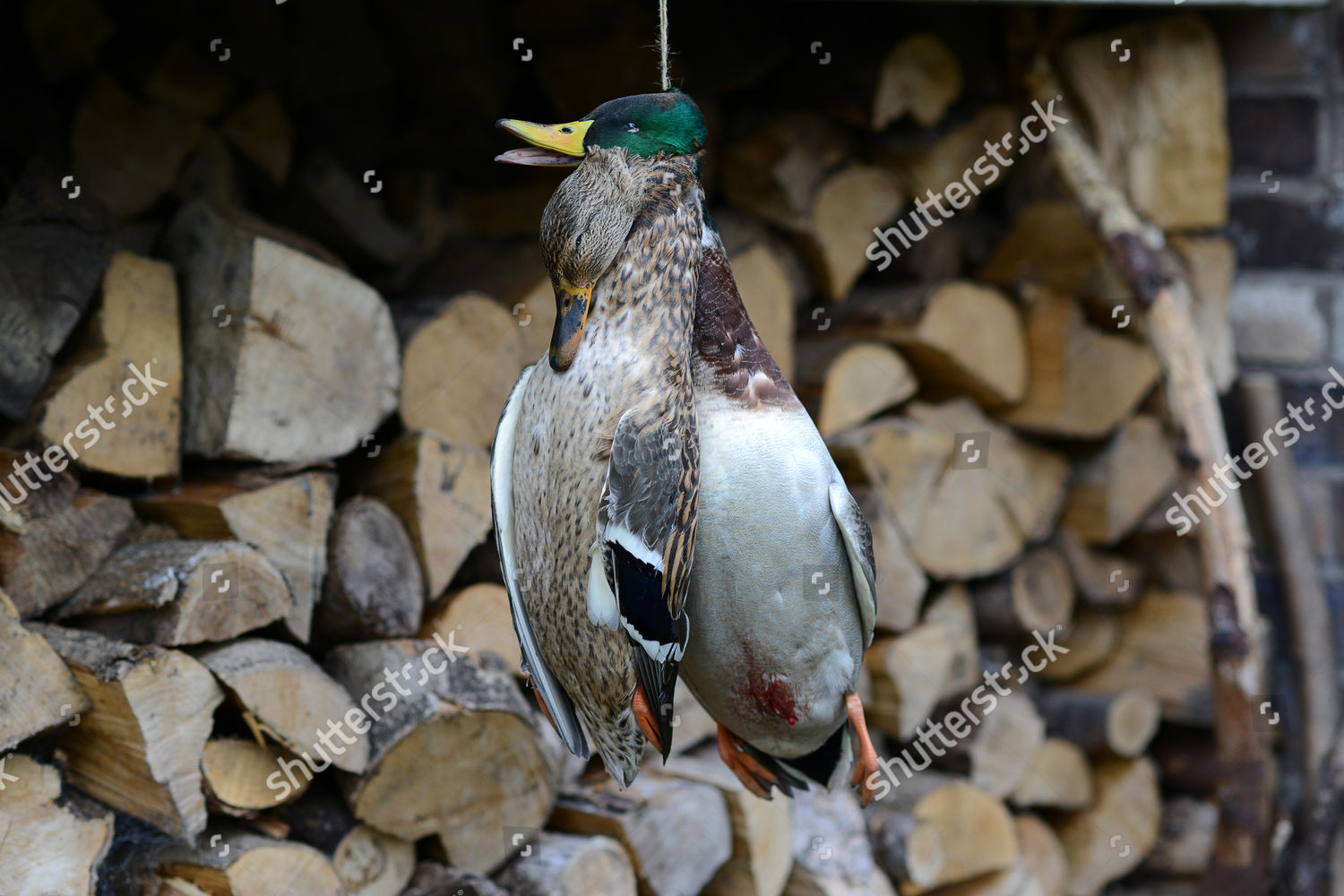 Brace Pair Ducks Hanging After Being Editorial Stock Photo - Stock ...