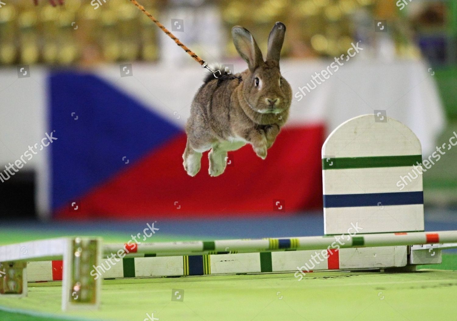 Rabbit Jumps Over Obstacle During Long Editorial Stock Photo - Stock ...