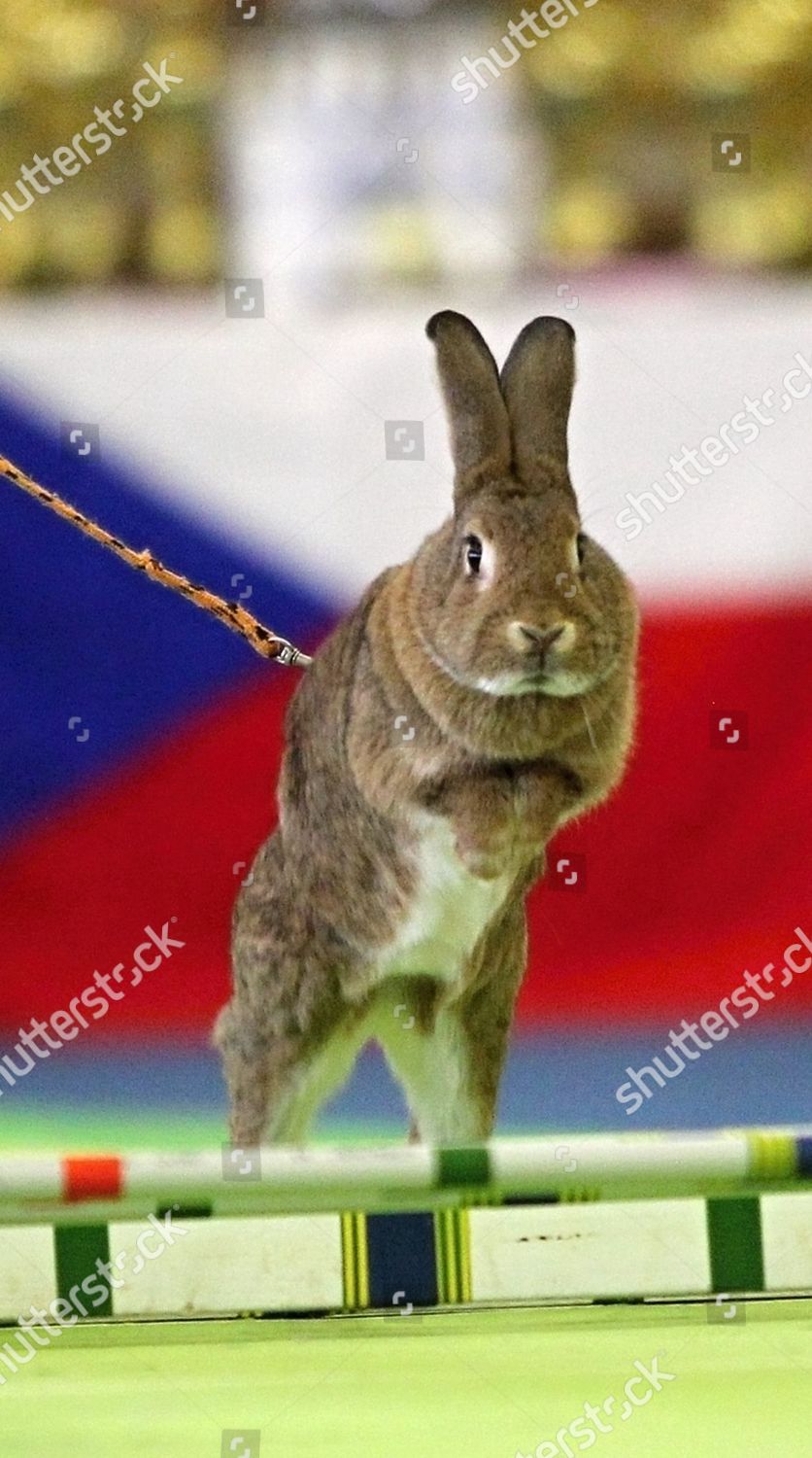 Rabbit Jumps Over Obstacle During Long Editorial Stock Photo - Stock ...