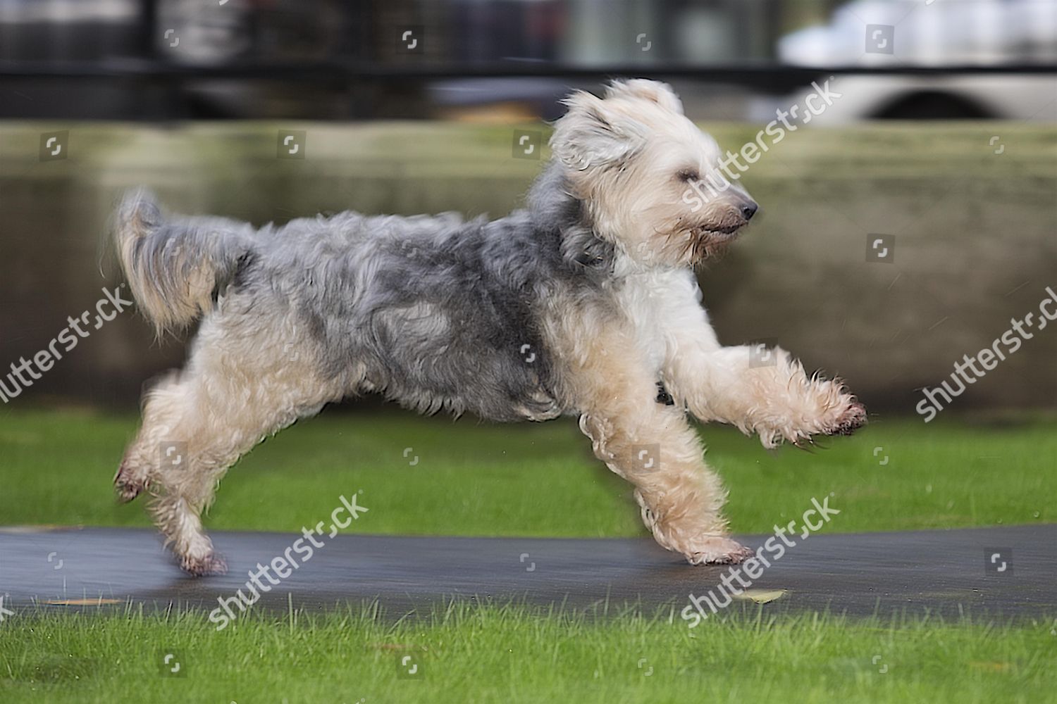 Michael Balls Bionic Dog Freddie Tibetan Editorial Stock Photo - Stock ...