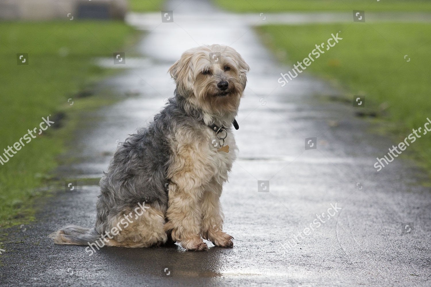 Michael Balls Bionic Dog Freddie Tibetan Editorial Stock Photo - Stock ...