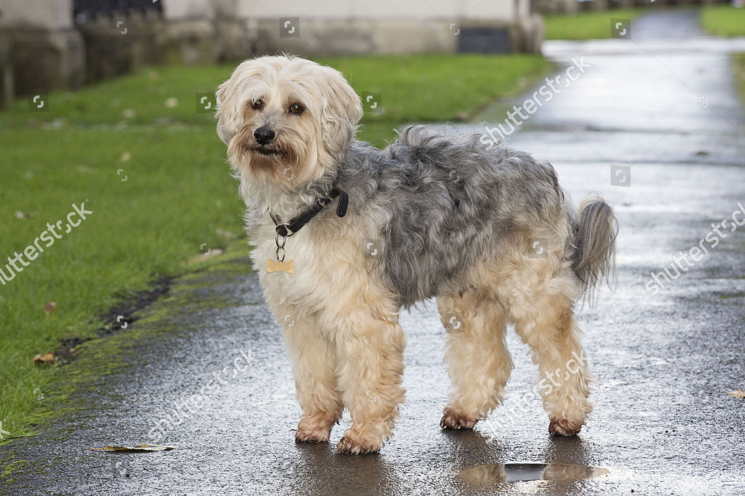 Michael Balls Bionic Dog Freddie Tibetan Editorial Stock Photo - Stock ...
