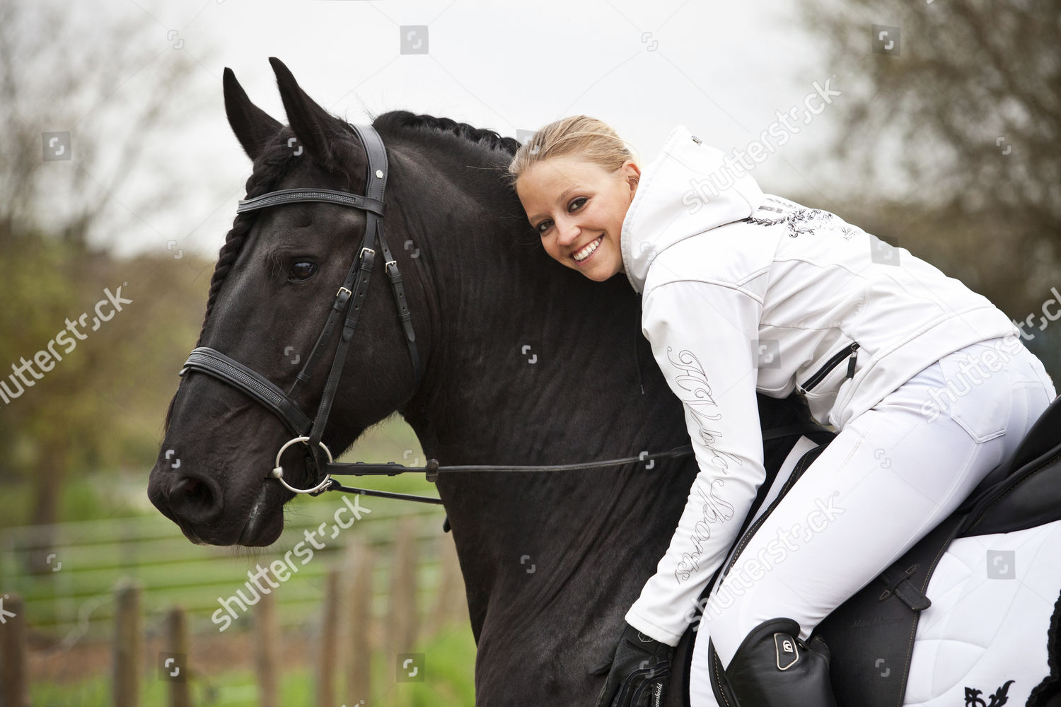 Model Released Friesian Frisian Horse Stallion Editorial Stock Photo ...
