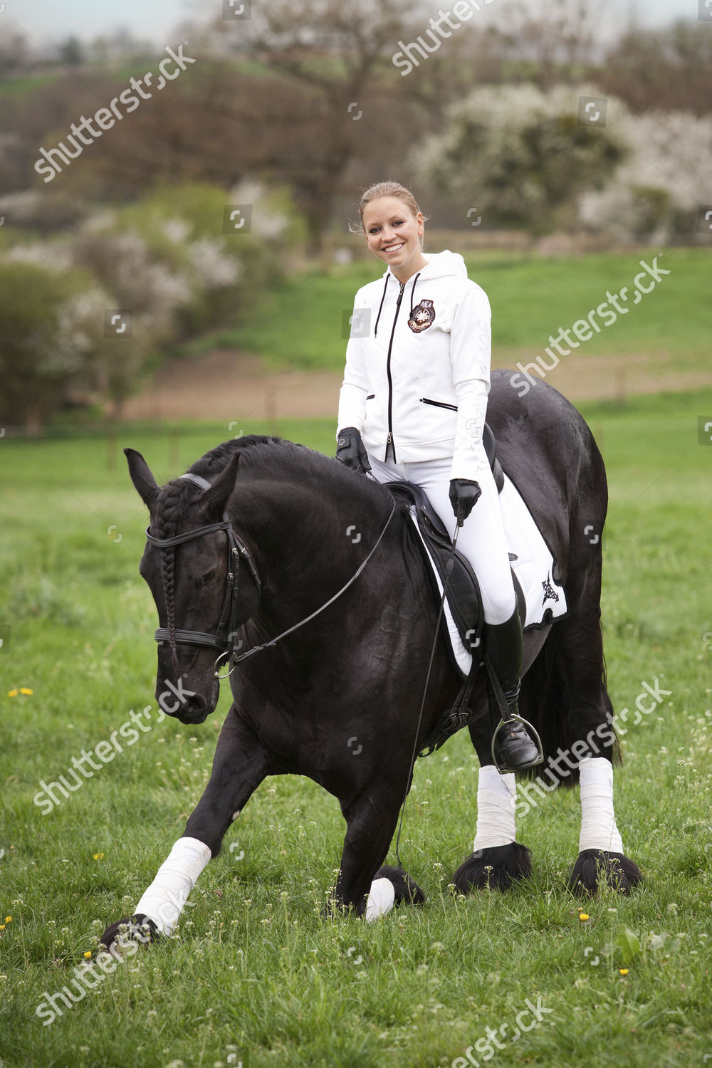 Model Released Friesian Frisian Horse Stallion Editorial Stock Photo ...