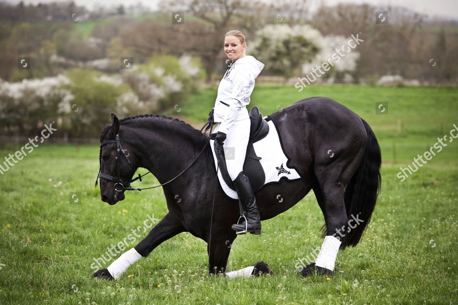 Model Released Friesian Frisian Horse Stallion Editorial Stock Photo ...