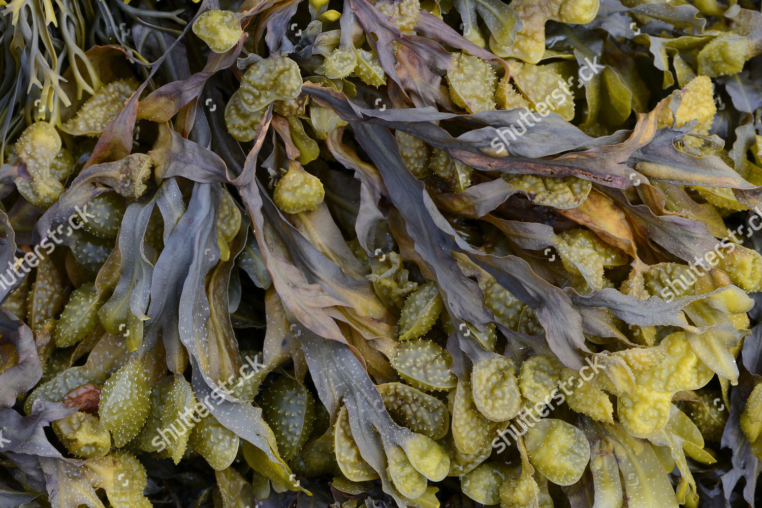 Spiral Wrack Flat Wrack Fucus Spiralis Editorial Stock Photo - Stock ...