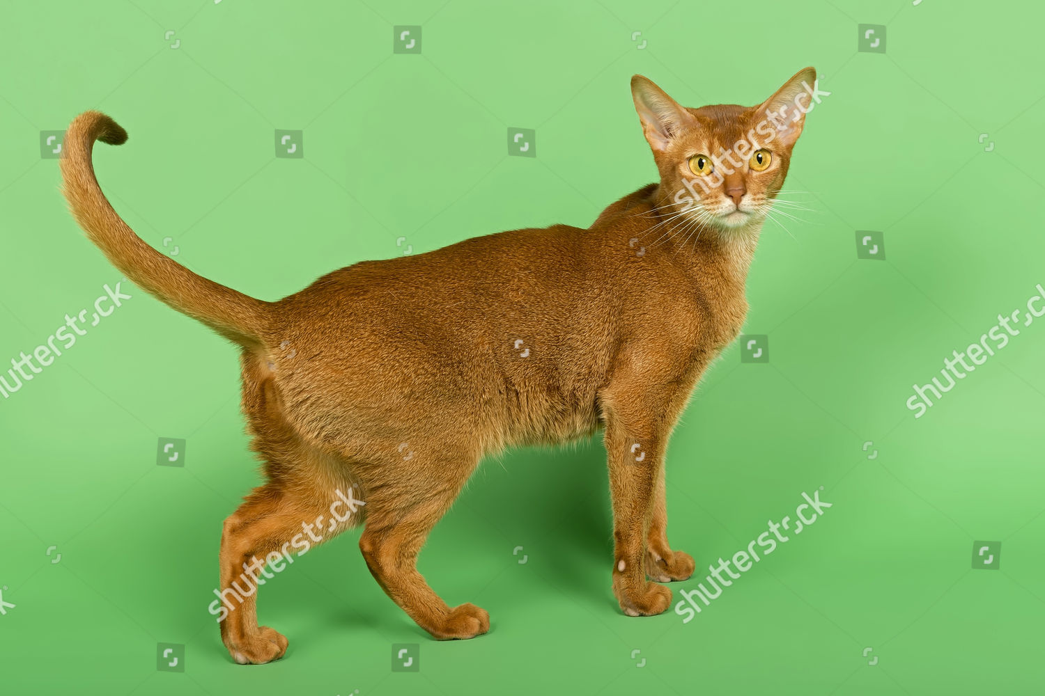 Abyssinian Cat 2 Years Sorrel Editorial Stock Photo - Stock Image ...